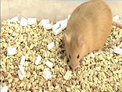 Agouti Mouse You Are What Your Grandmother Ate | New Scientist