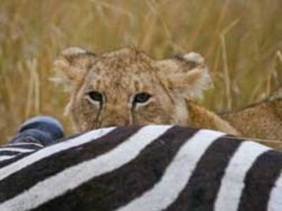 Films Media Group - Stress: Portrait of a Killer