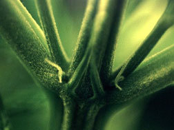 Films Media Group - Cannabis: The Evil Weed?