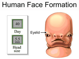 Films Media Group - Human Face Formation