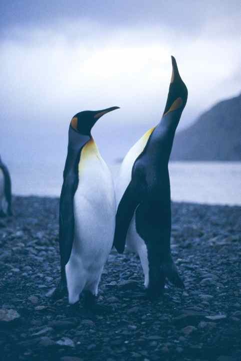 Penguin Sticks its Neck up to Sing - Image - Learn360