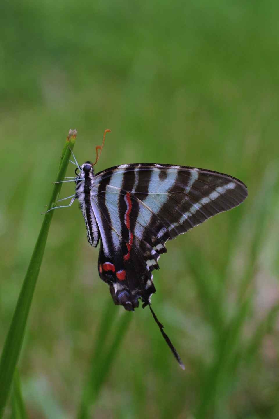 Zebra-Striped Butterfly - Image - Learn360
