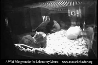 mouse ethogram