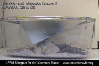 affiliative behavior examples in animals