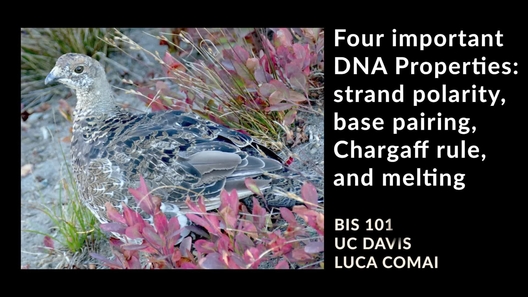DNA_properties: strand polarity, base pairing, Chargaff rule, and melting