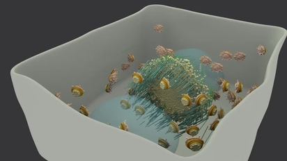 How Do Plant Cells Reproduce
