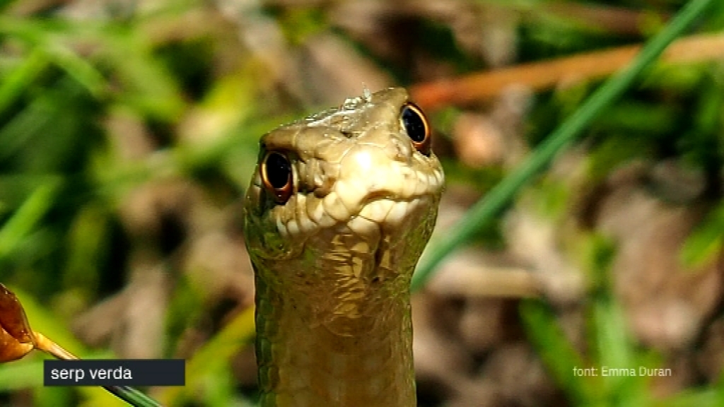 Serps autòctones a Barcelona: un clar exemple de biodiversitat urbana ...