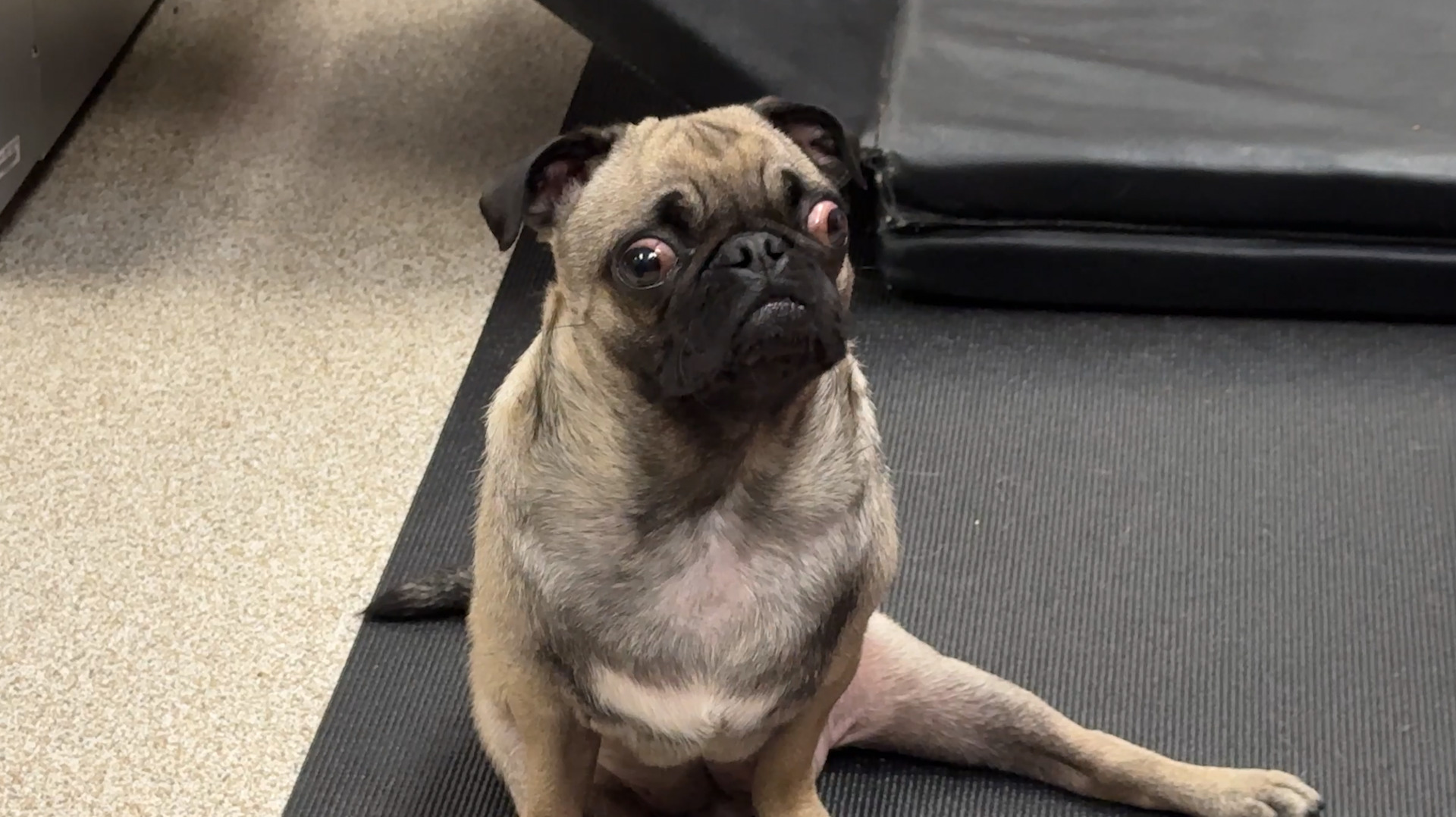 Cleared for Takeoff: Maverick the Pug soars after treatment at ...