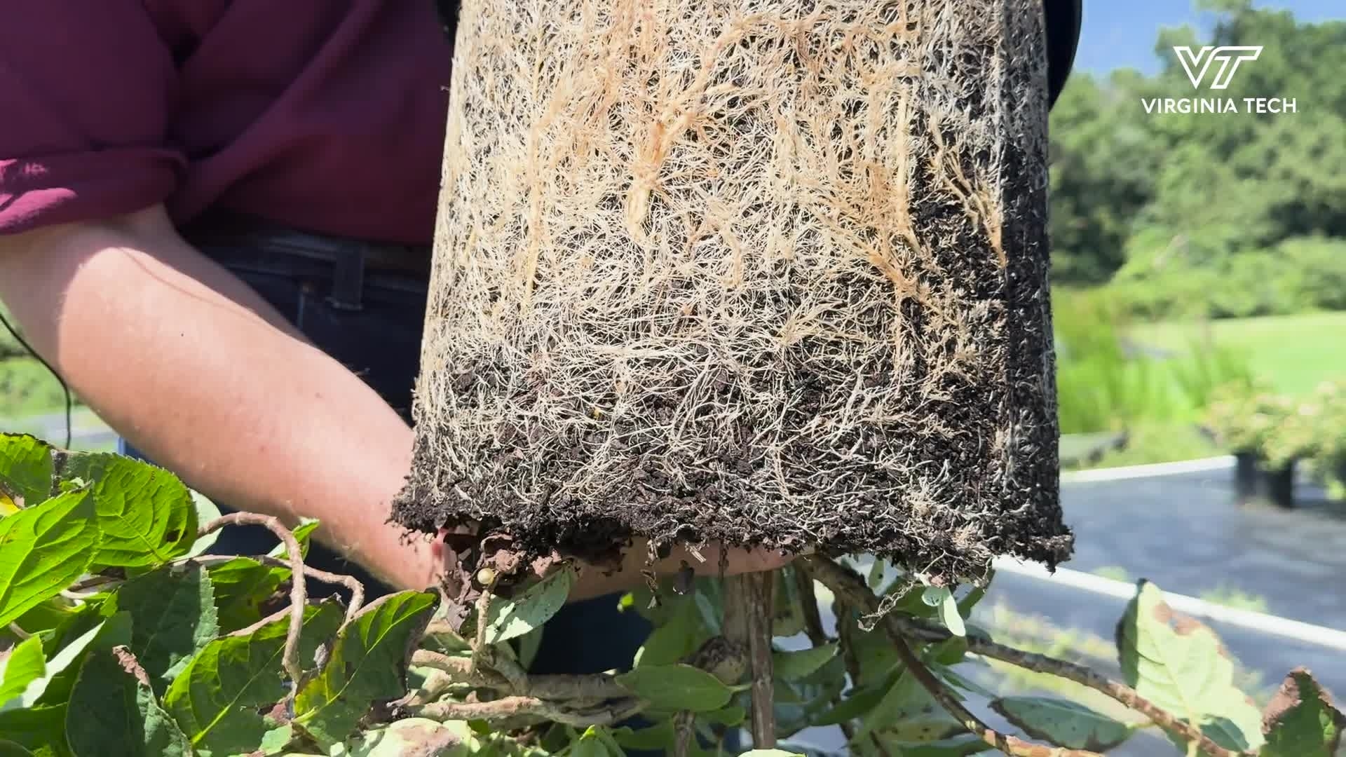 Smaller Sips Beat Big Gulps: Cyclic Irrigation for Nursery Crops ...