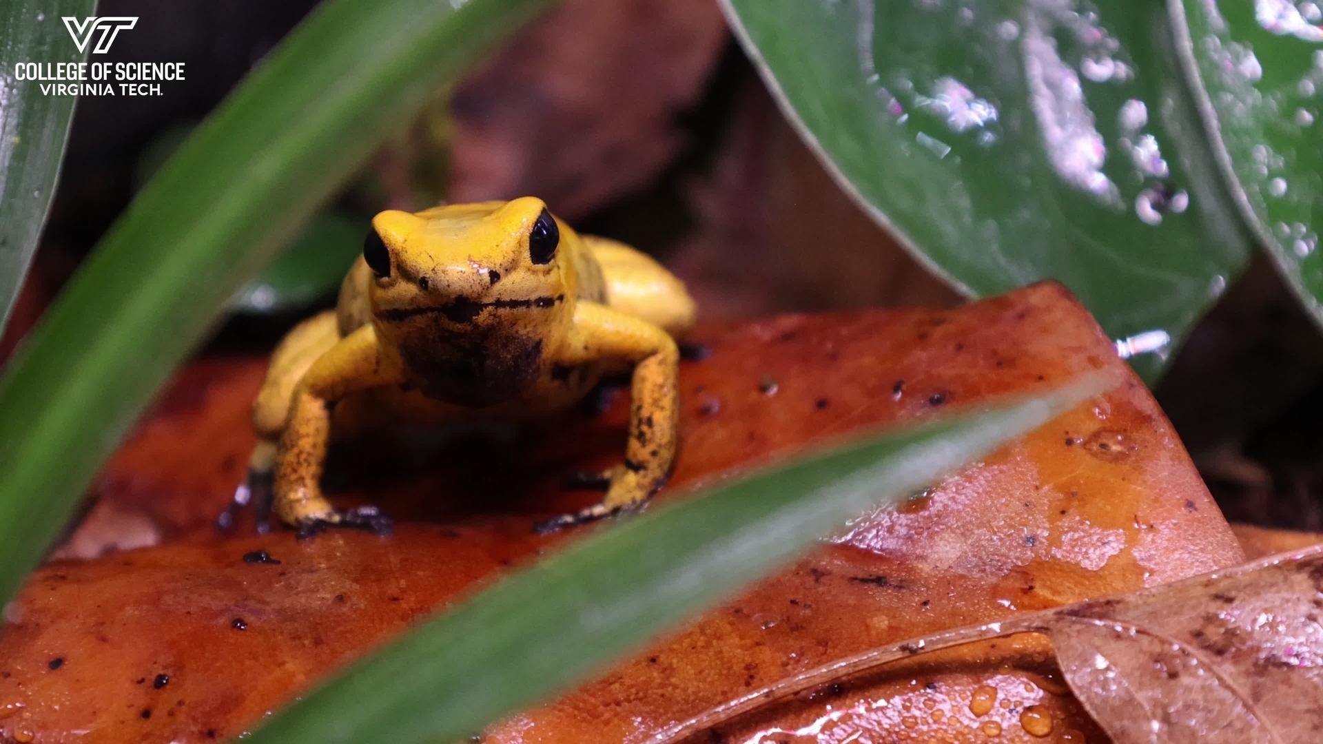 Studying poison frog evolution | Virginia Tech News | Virginia Tech