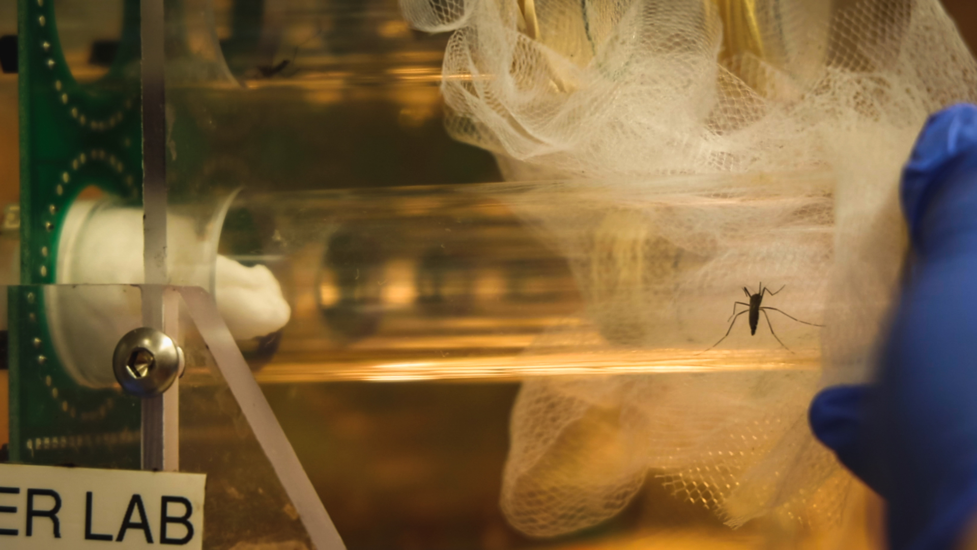 Finding new ways to control mosquitoes through sleep-deprivation ...