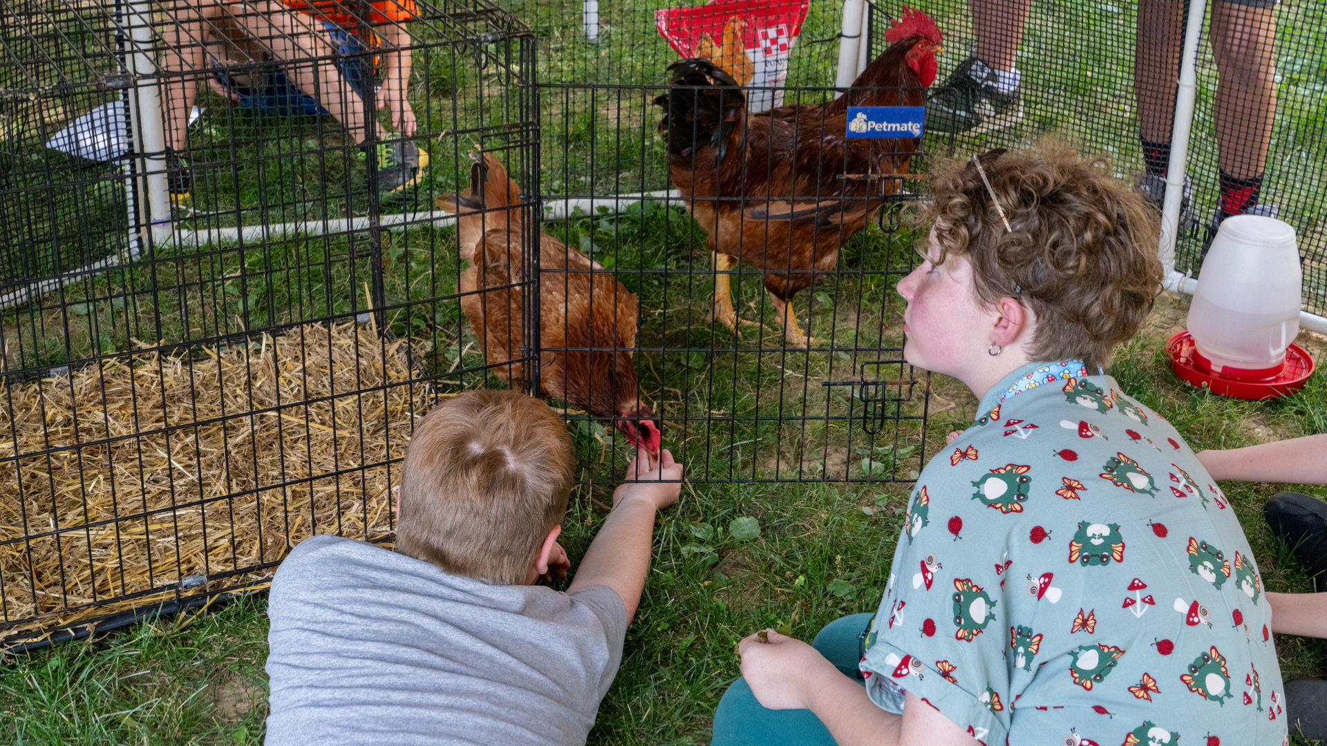 Chicken happiness | Virginia Tech News | Virginia Tech