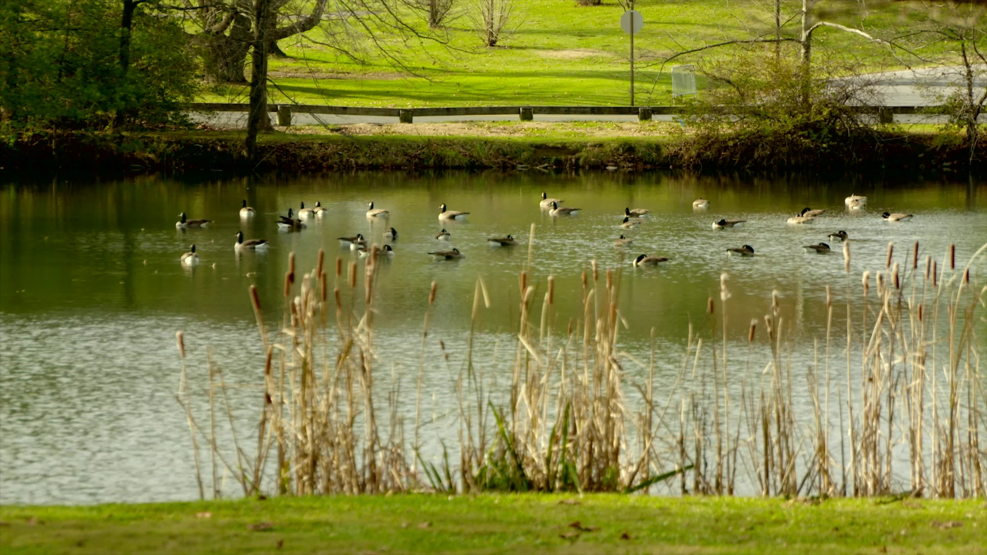 Duck Pond | Virginia Tech News | Virginia Tech