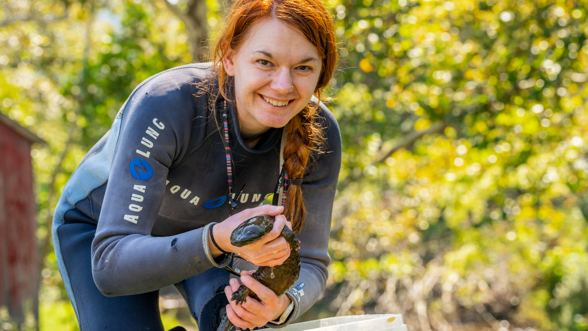 Saving a salamander may require human intervention | Virginia Tech News ...