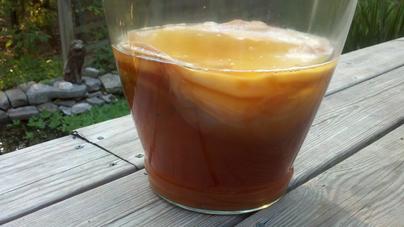 kombucha tea scoby