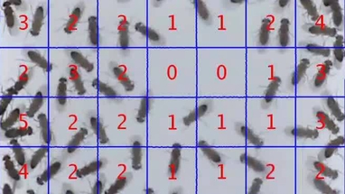 crowd behaviour examples