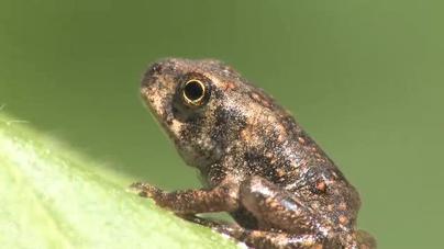 baby toad