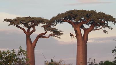 madagascar elephant tree
