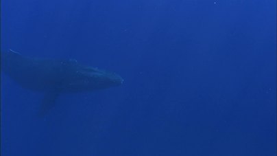 finding nemo whale noises