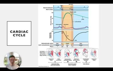 Cardiac Cycle Labeled