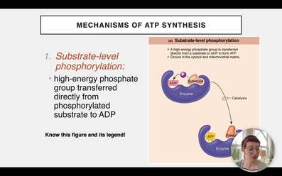 substrate level phosphorylation diagram