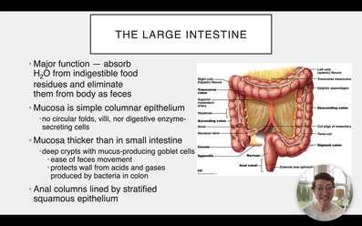 large intestine mucosa function