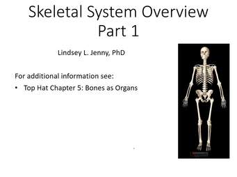Parts Of The Skeletal System