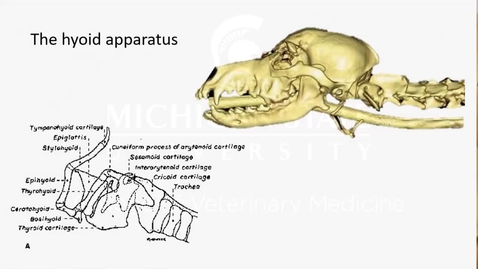 Temporalis Muscle Dog