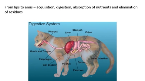 Cat Dissection Digestive System