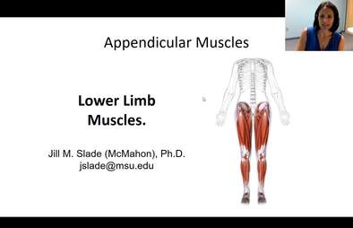 Lower Limb Muscles Diagram
